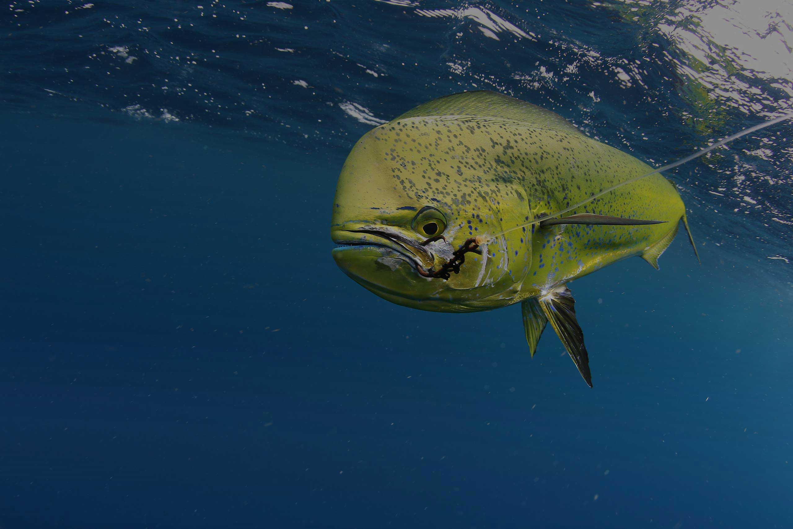 The Ocean Union – The Ocean Union