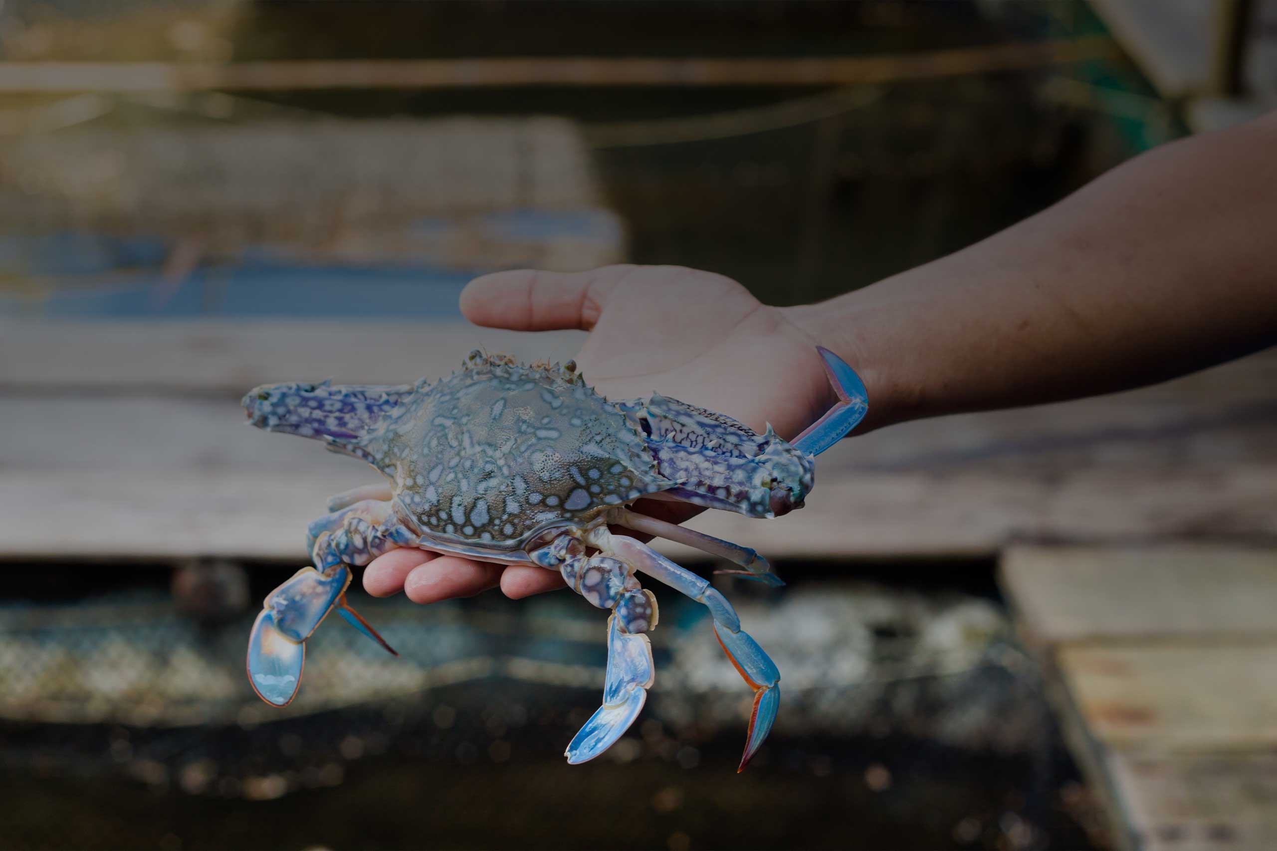 The Ocean Union – The Ocean Union