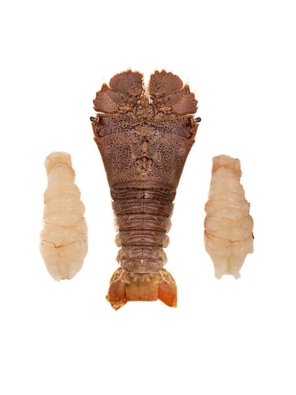 Slipper Lobster – The Ocean Union